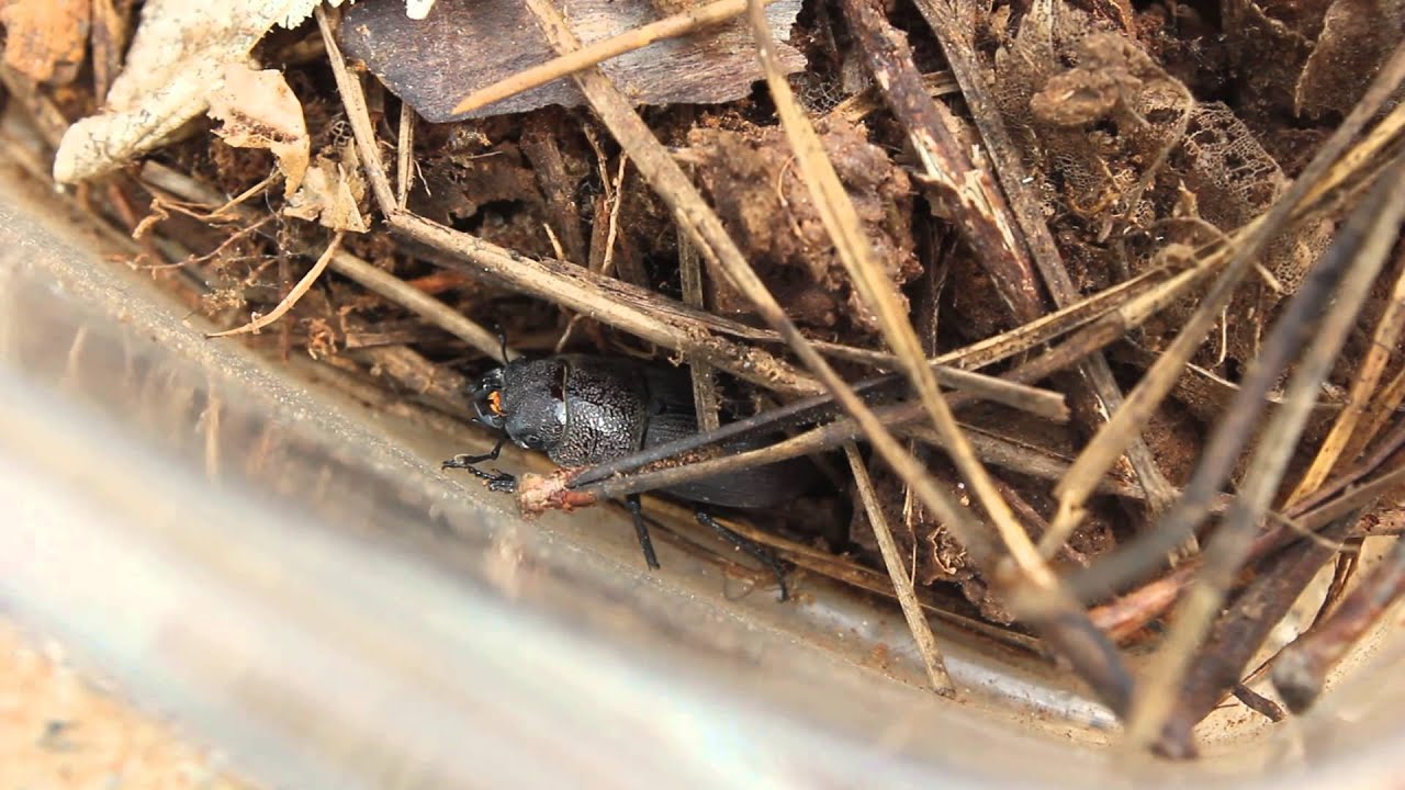 Male Dorcus brevis - YouTube