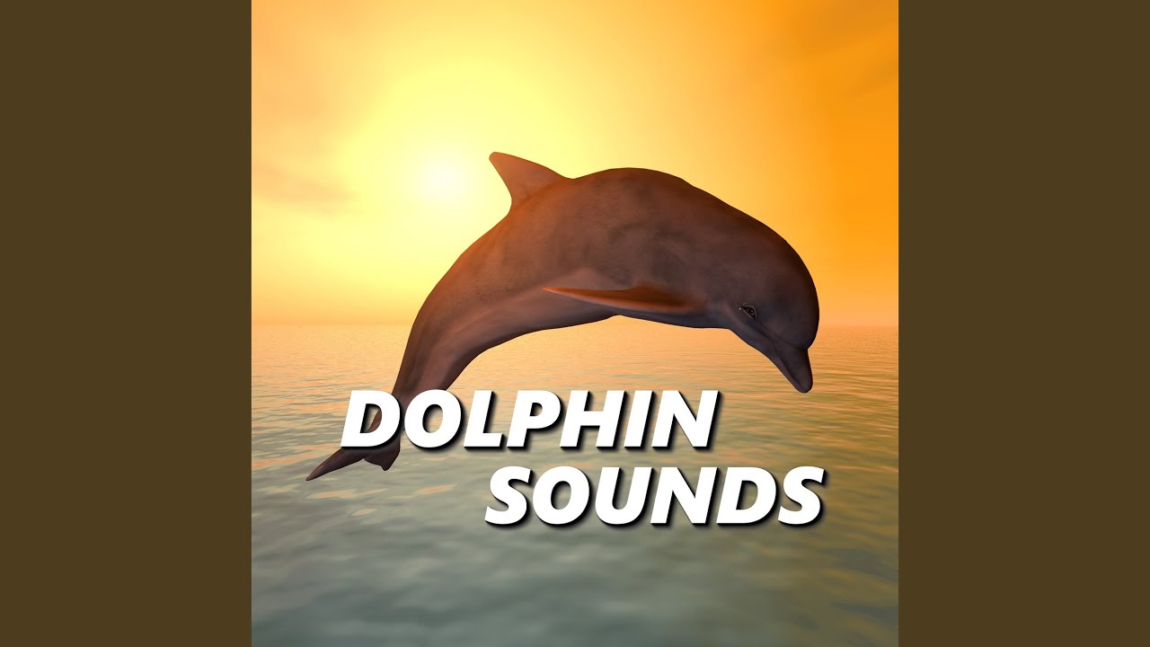 Relaxing Seaside Dolphin Sounds - YouTube