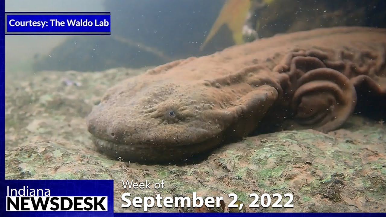 USDA awards $2.7M to help farmers make cleaner streams for endangered hellbender salamanders ...