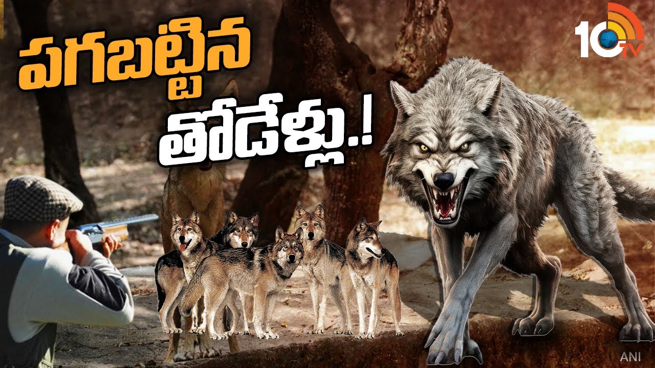 Special Focus on Wolf Terror in UP | పగబట్టిన తోడేళ్లు..! | 10TV News ...