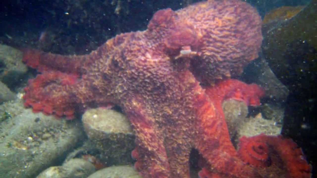 Pacific Giant Octopus in Tidepool, Humboldt June 25 13 - YouTube