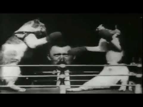 1894 The Boxing Cats Prof Weltons - YouTube