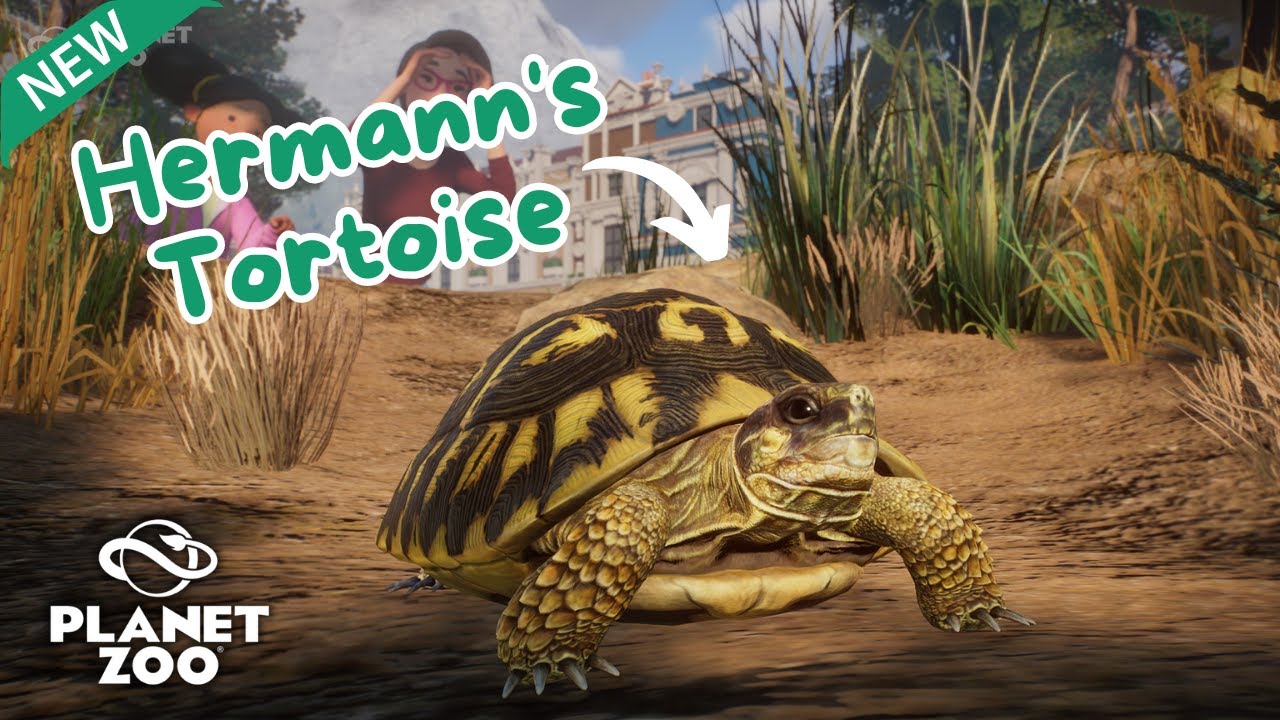 🐢 Hermann's Tortoise: Planet Zoo Screenshot Reveal (Eurasia Animal Pack ...