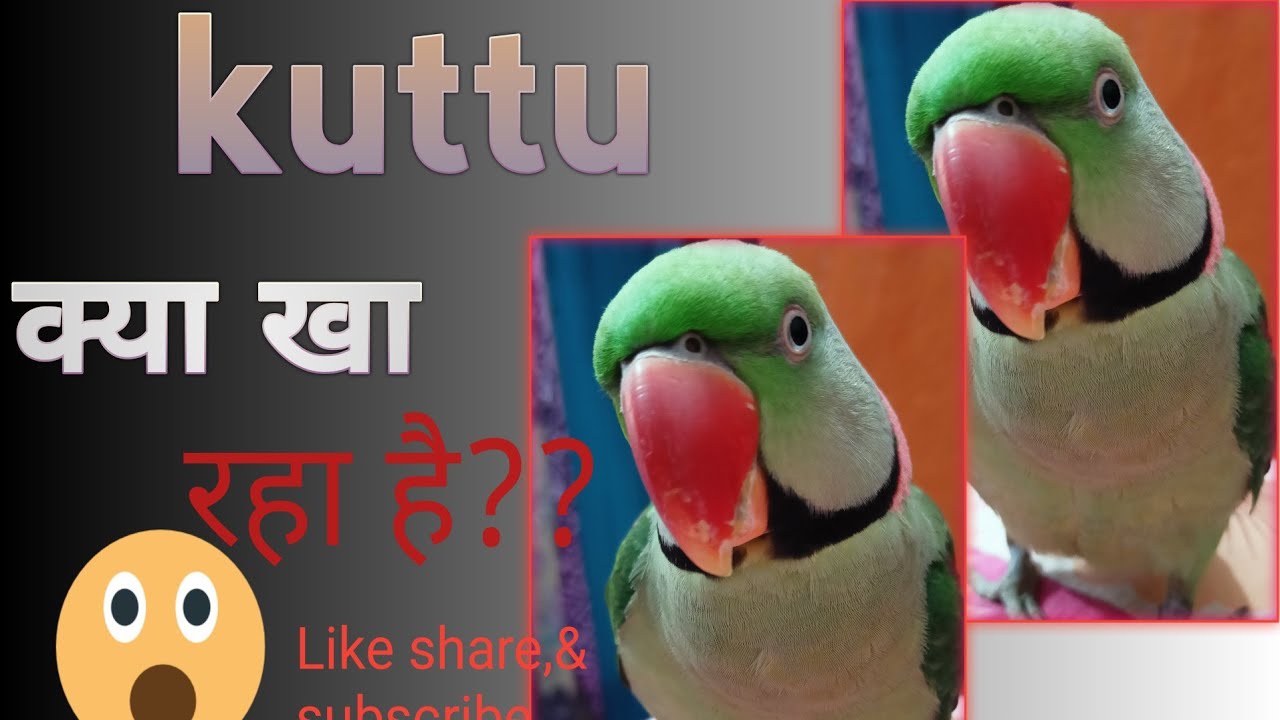 kuttu kya kha Raha hai🤔🤔🥰🥰#kuttufamily - YouTube