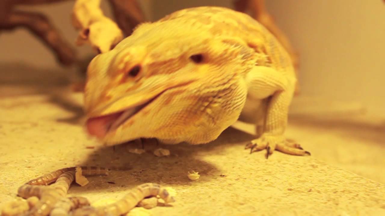 Toothless The Bearded Dragon Eating Lots of Superworms [Repidemic ...