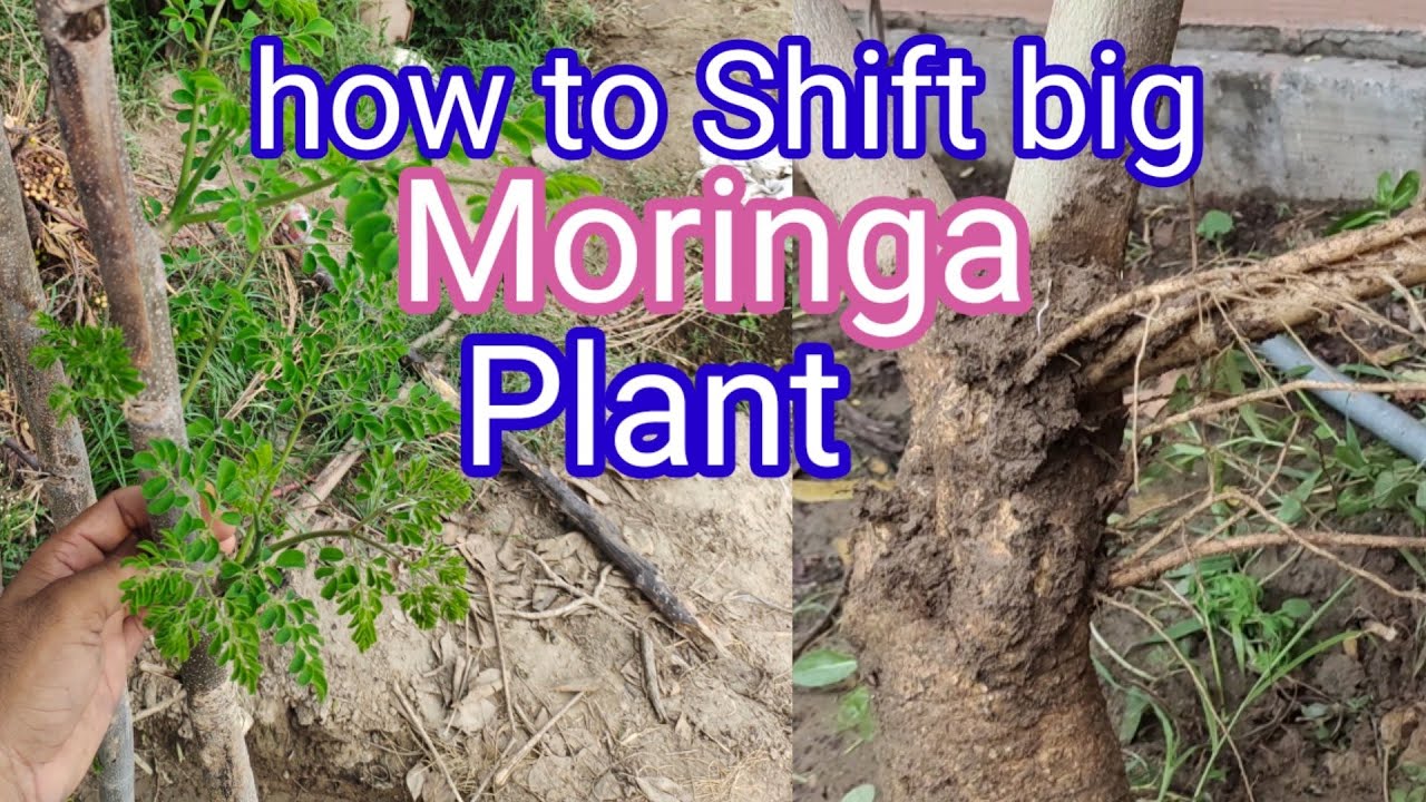 moringa transplantation|how to grow moringa|how to grow moringa ...