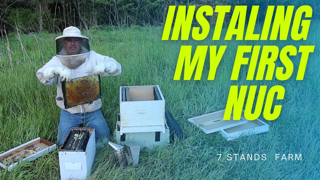 3 steps to starting new bee hive - YouTube