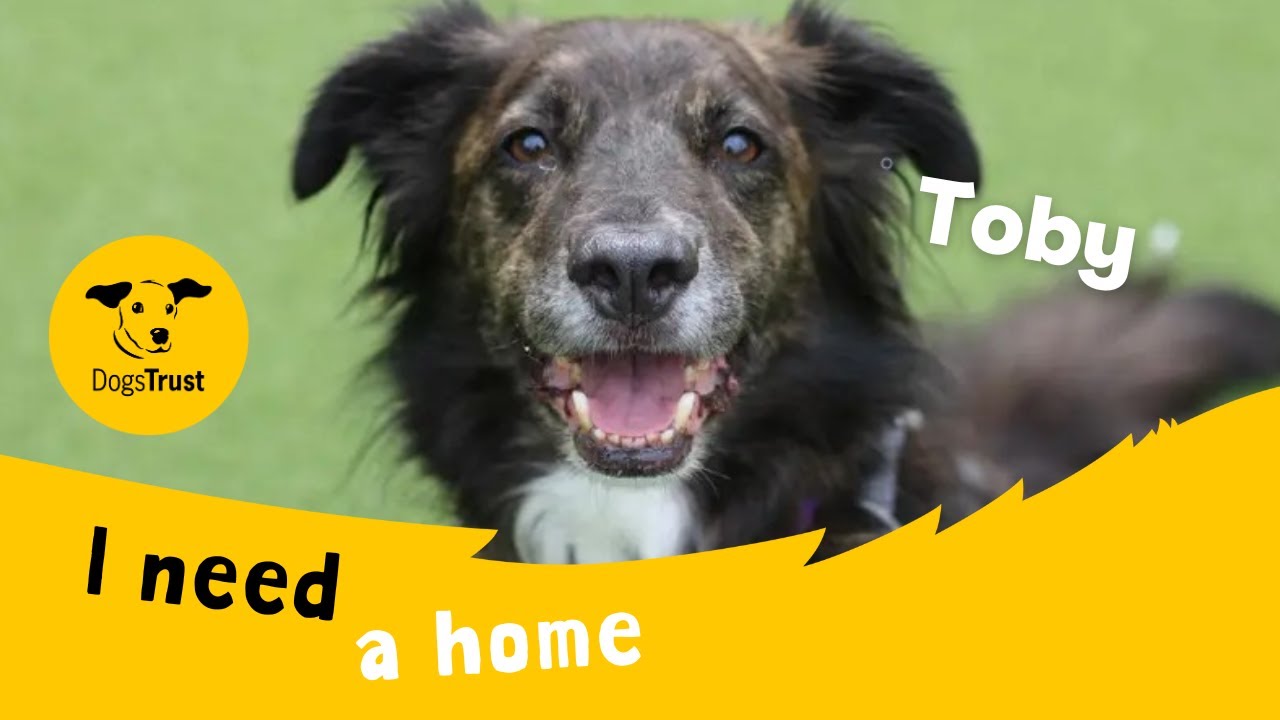 Toby the terrific Collie cross | Dogs Trust Glasgow - YouTube