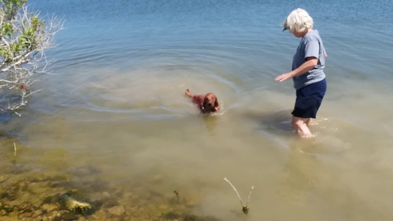 Diving for z mussels - YouTube