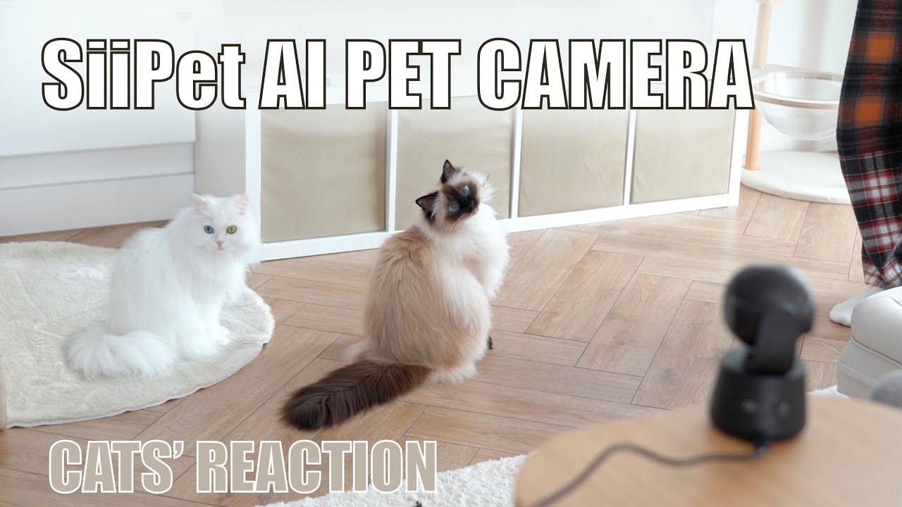 Caught red-handed! Mia bit Jerrie's butt | Cats' reaction to SiiPet ...