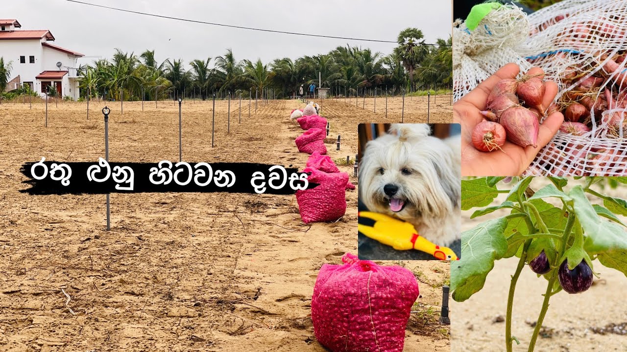 රතු ළුනු හිටවන දවස🧅හිතට දැනුන දේ😊🐶 Youtube