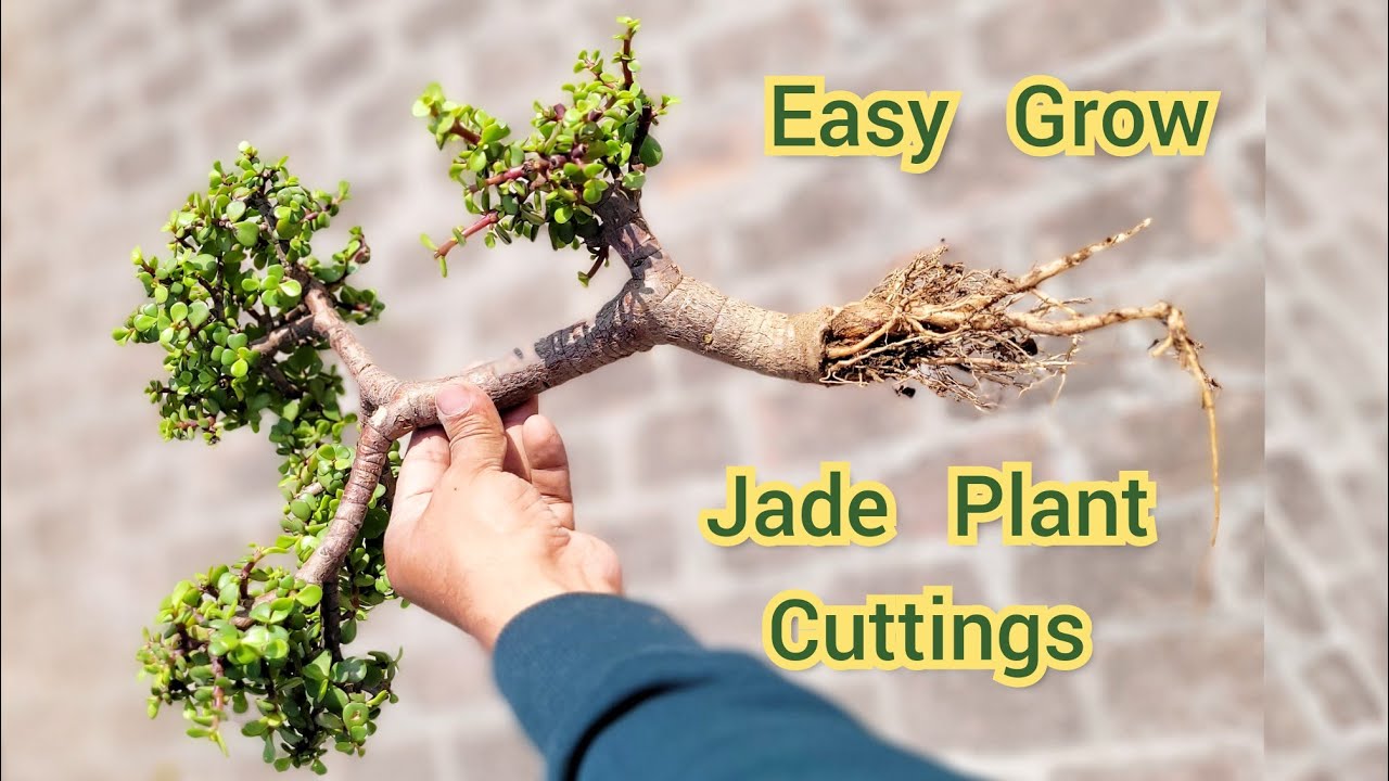 Jade plant cutting grow easy, अप्रैल से पहले मार्च में तुरंत करो यह काम ...