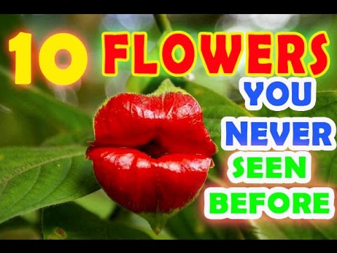 Beautiful but Strange flowers - Must watch flowers | 10 rarely seen flowers in the world.