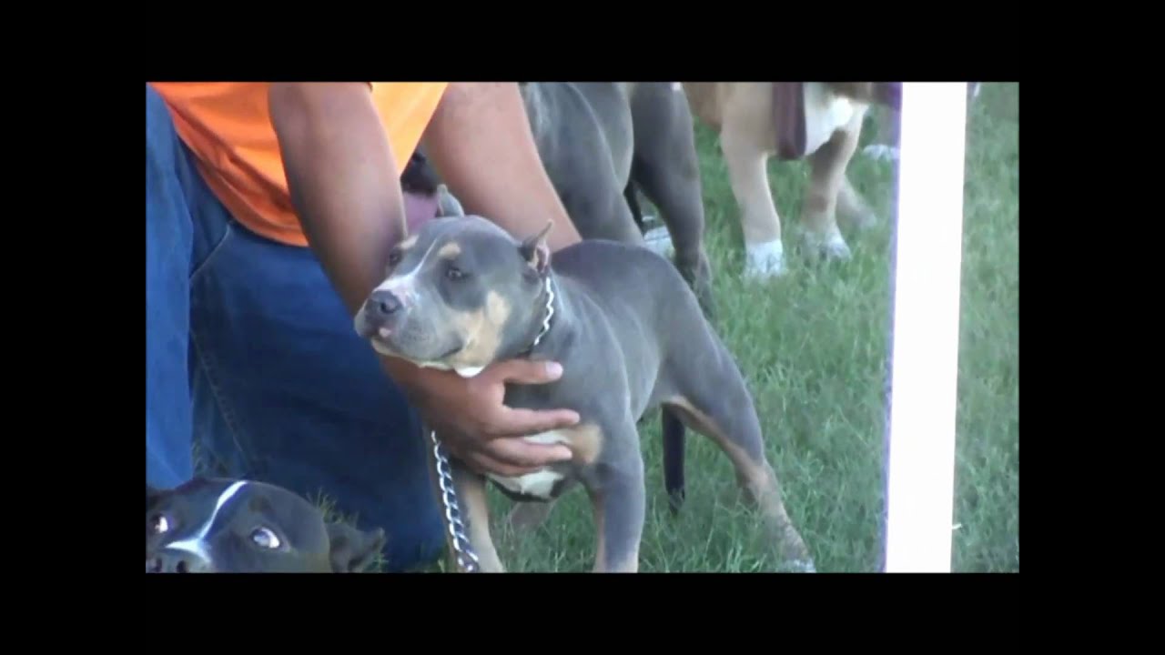 BULLY WEB TV PRESENTS ATOMIC BULLYZ.wmv - YouTube