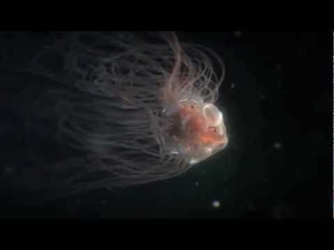 Science Deep_Sea_ID - YouTube
