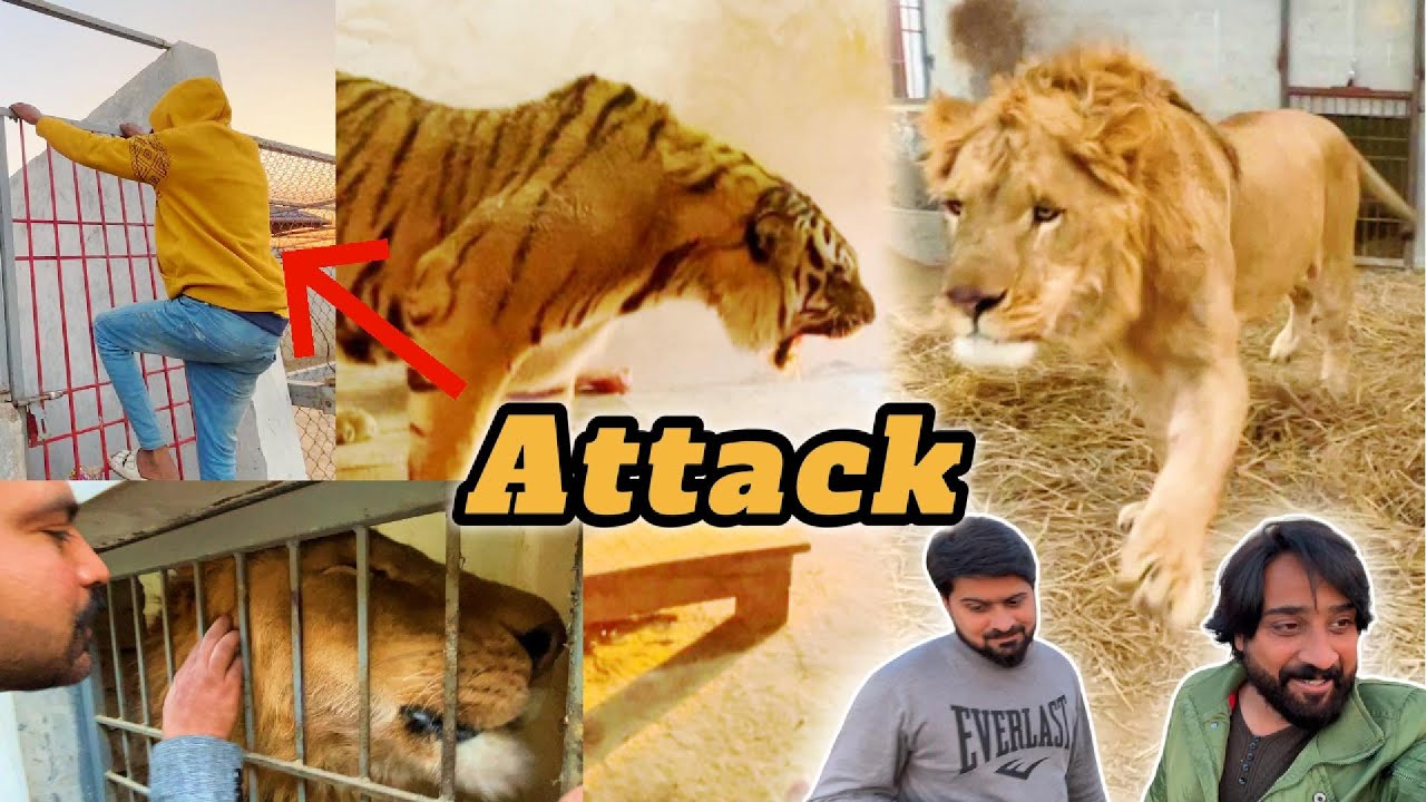 lion or tiger ka attack | cage mein kon ghus aya ? | AB Zoo | Atif Bhatti | - YouTube