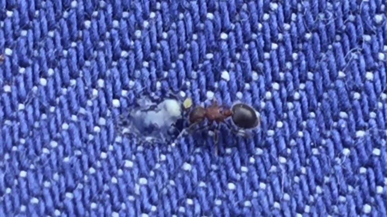 Black Ants | Taken by iPad 6 Plus - YouTube