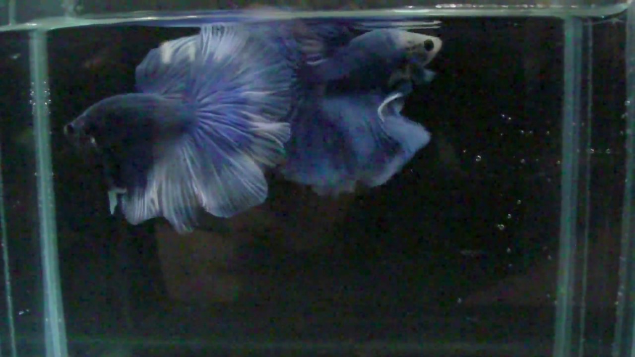 Royal Blue Butterfly Halfmoon Betta (Blue Moon) - YouTube
