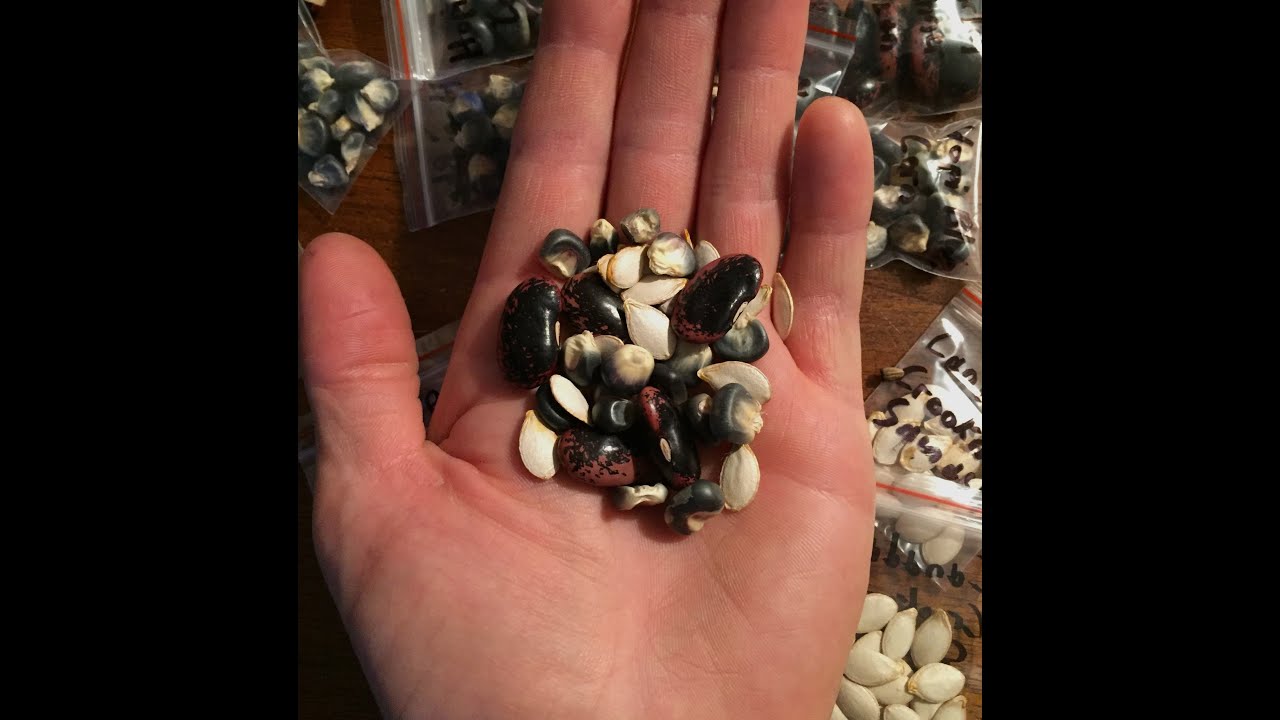 Gift Economics (MM12) - YouTube