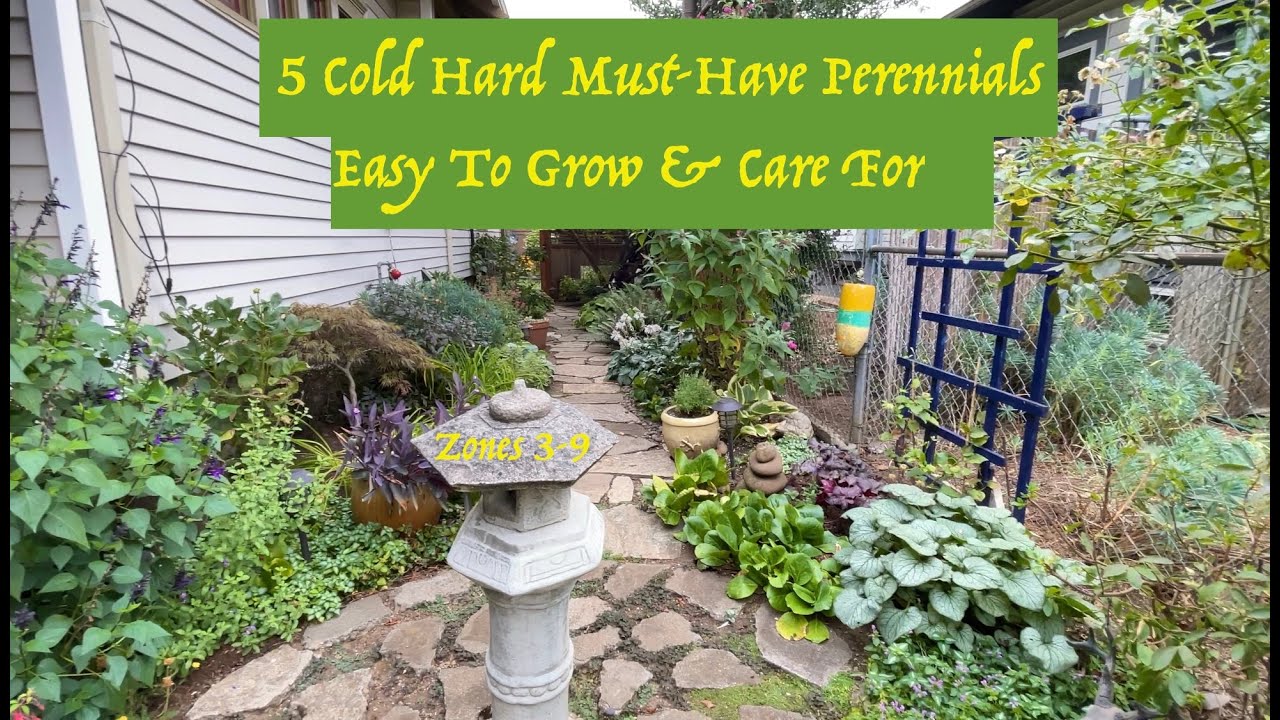 5 Easy To Grow And Care For Perennials (Cold Hardy Zones 3-9) + Great ...