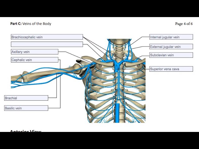 Vein Brachiocephalic