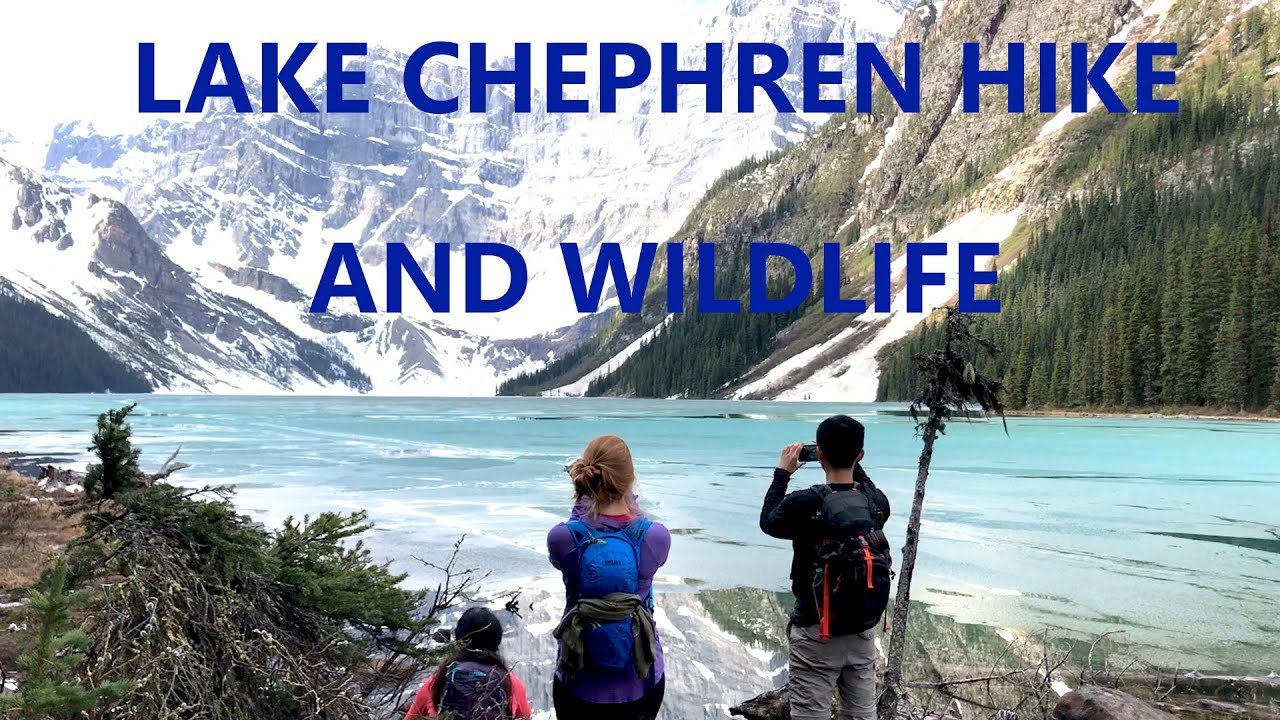 Chephren Lake Hike and Wildlife - YouTube