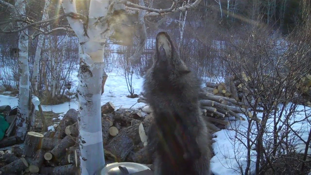 Smoking Silver Fox Pelt after Brain Tanning, borax and Alum Paste Part2 ...