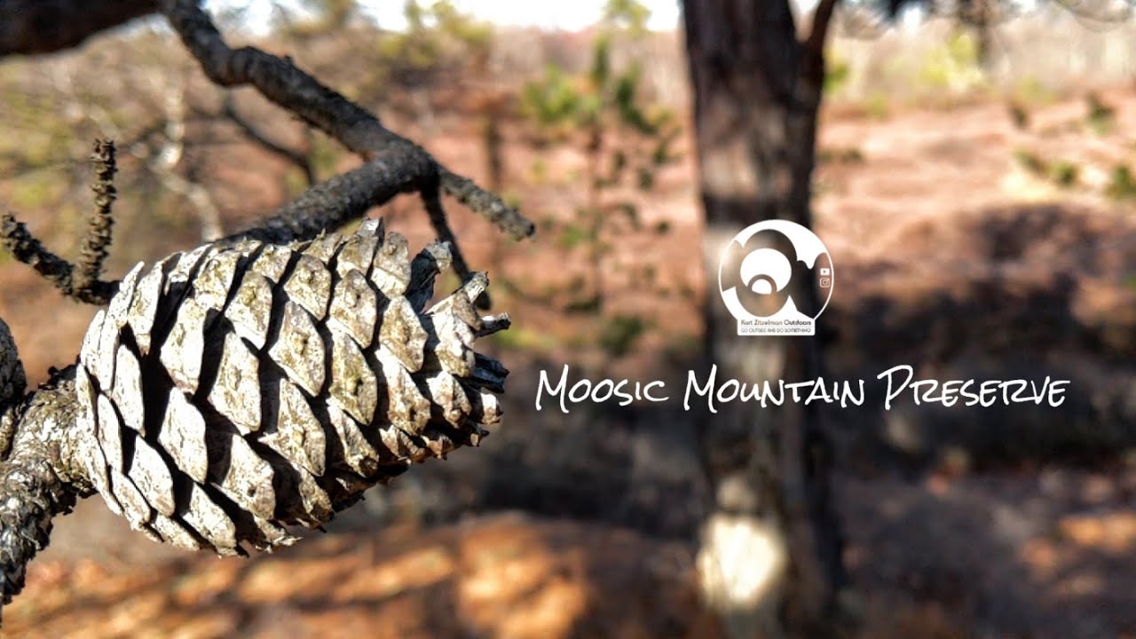 Moosic Mountain Preserve - Gene's Trail - YouTube