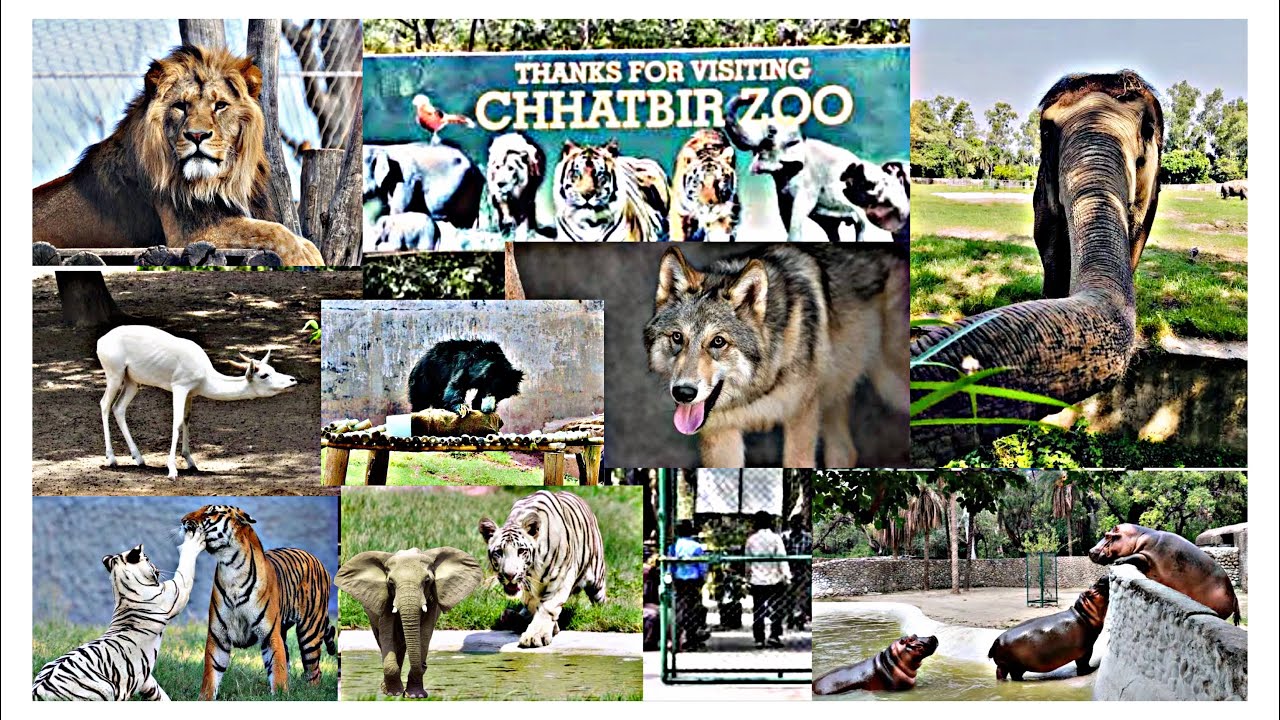 Chhatbir Zoo | Mahendra Singh Choudhary Zoological Park | Chandigarh ...