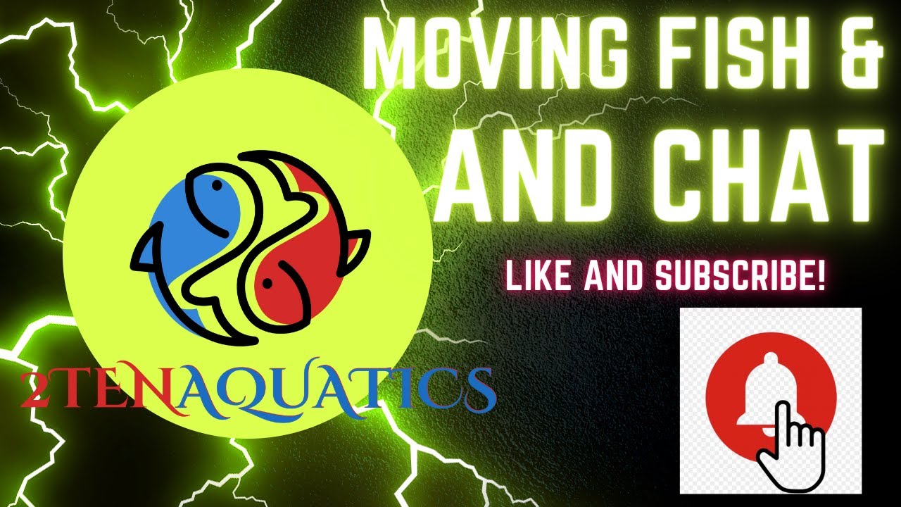 Fish Move and Chat - YouTube