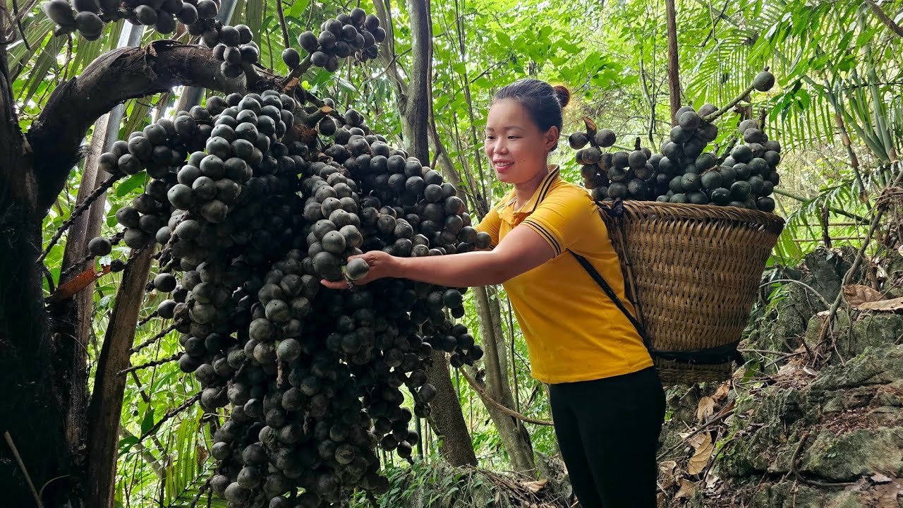 Harvesting Wild Fruits Bringing to the market to sell l Trieu Mai Huong ...