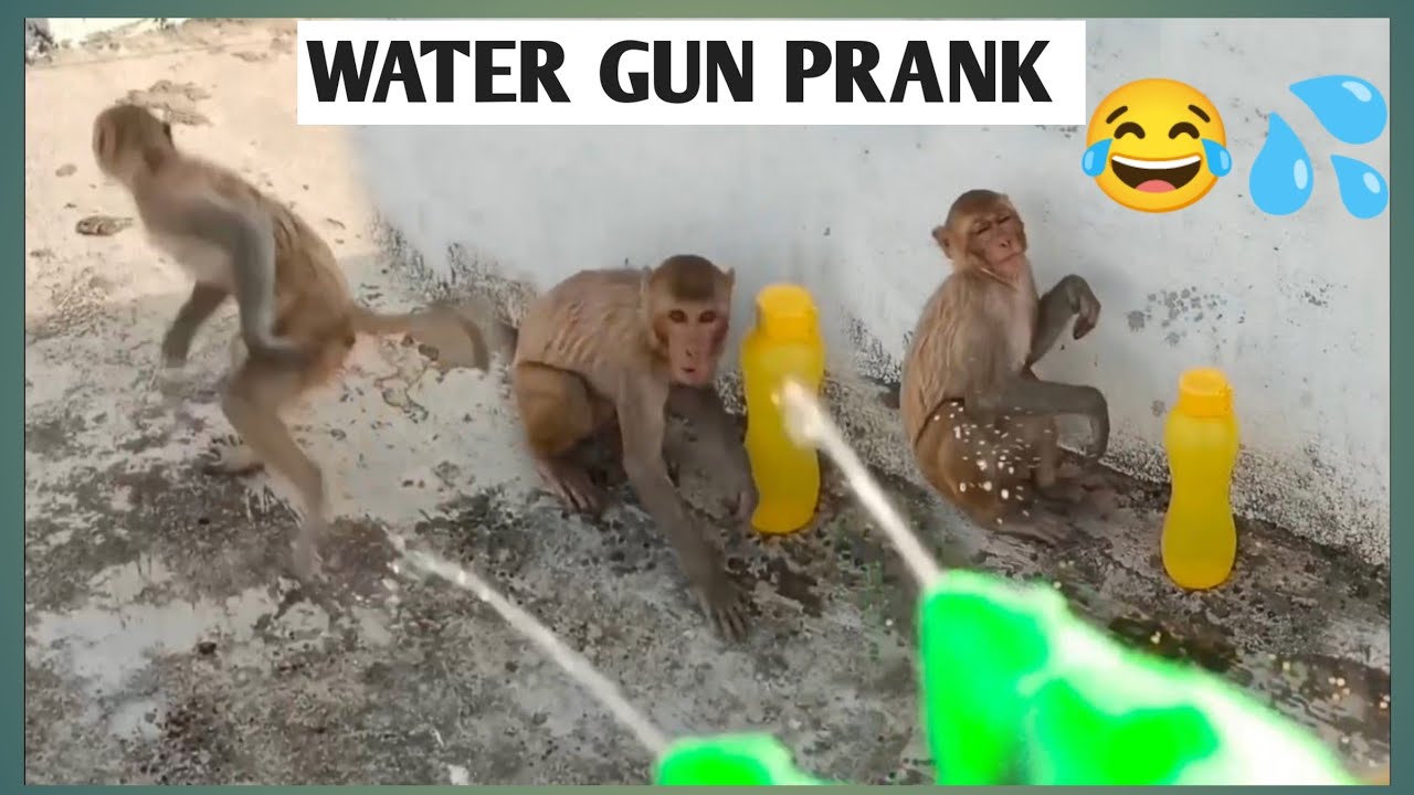WATER GUN PRANK WITH MONKEYS #funny #bandarkivideo - YouTube