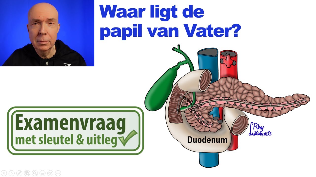 In welk deel van het duodenum ligt de papil van Vater? - YouTube