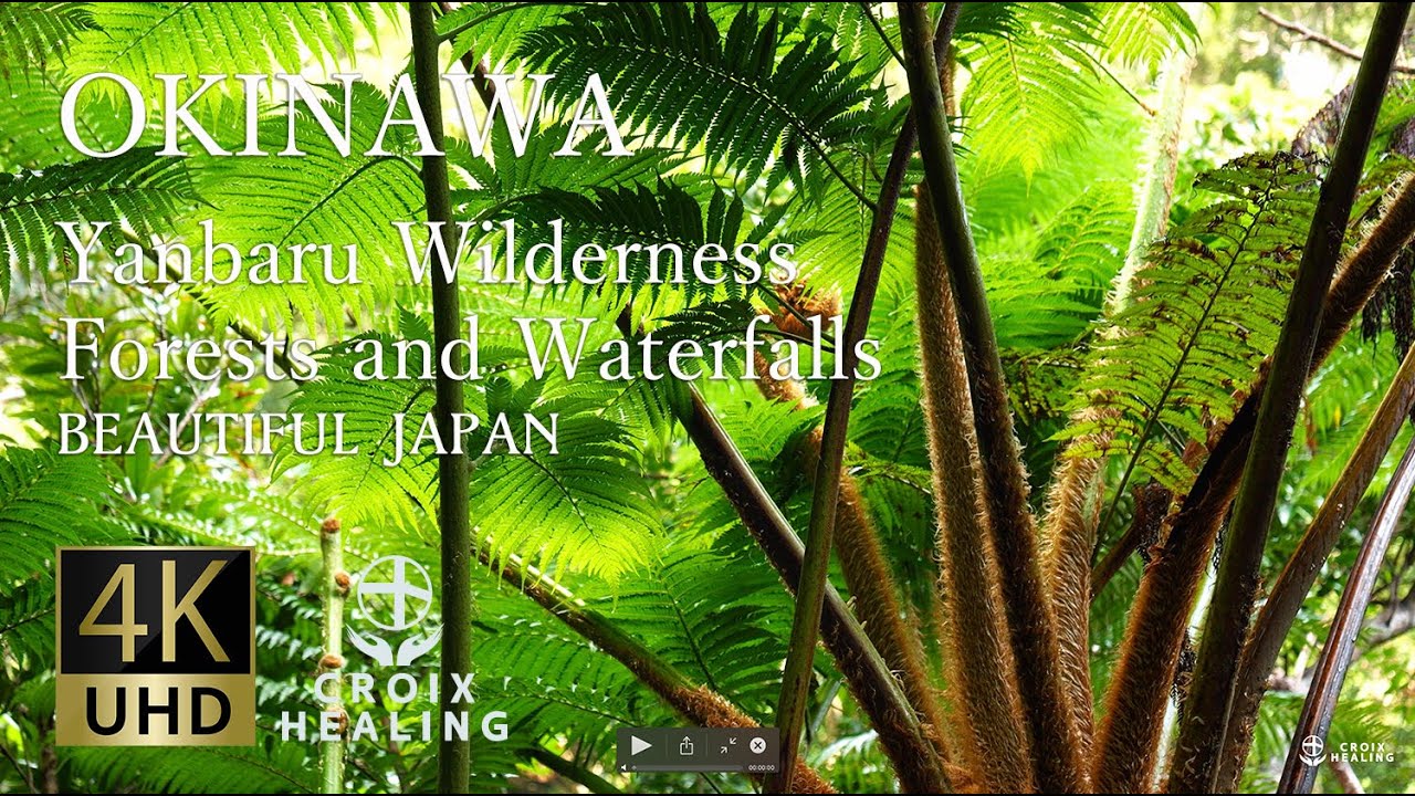 【4K OKINAWA Yanbaru Wilderness】Forests and Waterfalls, Sleep Deeply, 沖縄 ...