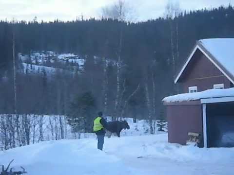 Moose hunting Norway- Elg jakt korgen (HD). - YouTube