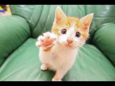 Cats high five - The coolest kitties high fiving people 🐱 - YouTube