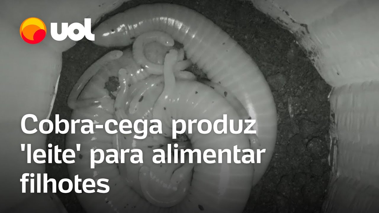 Cobra-cega que produz leite e tem filhote que 'chora' é descoberta por ...