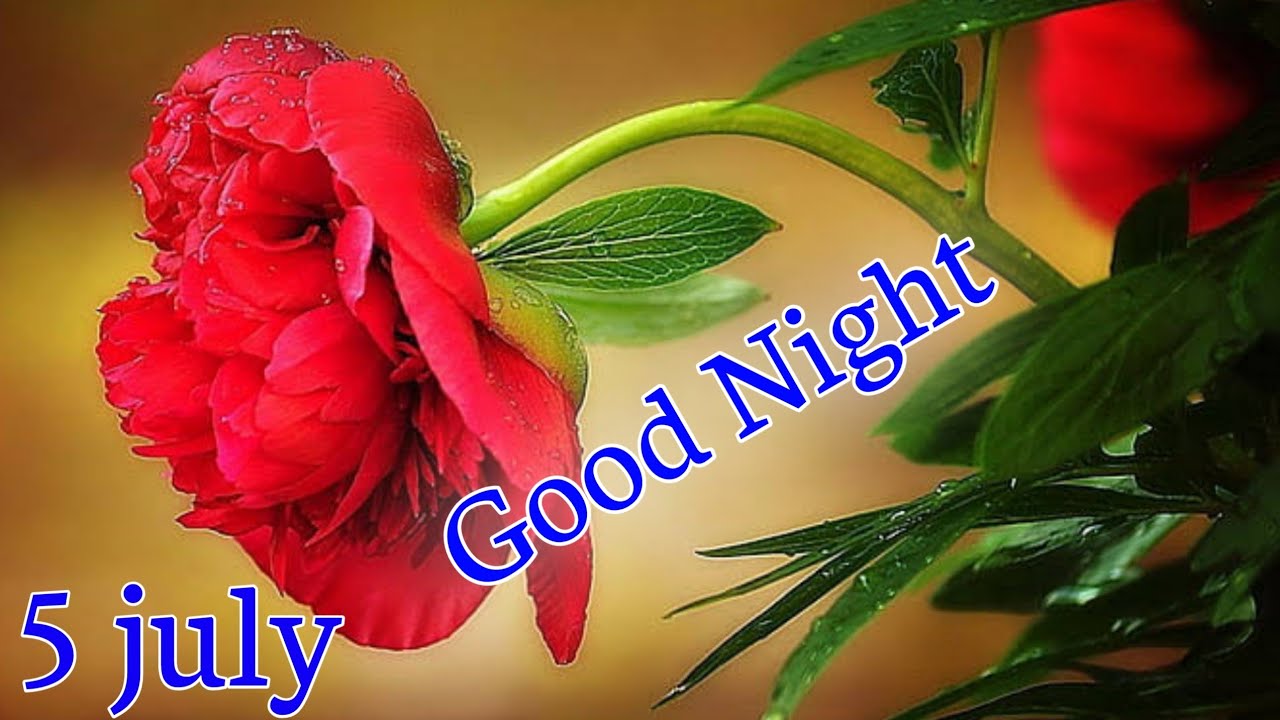 🌹Good Night Love Shayari Video |🥀Hindi Shayari Video |🍁apna dil ak bar ...