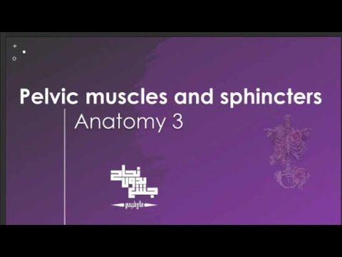 Pelvic muscles & Sphincters, Anatomy 3, Lec 10( part 1) - YouTube
