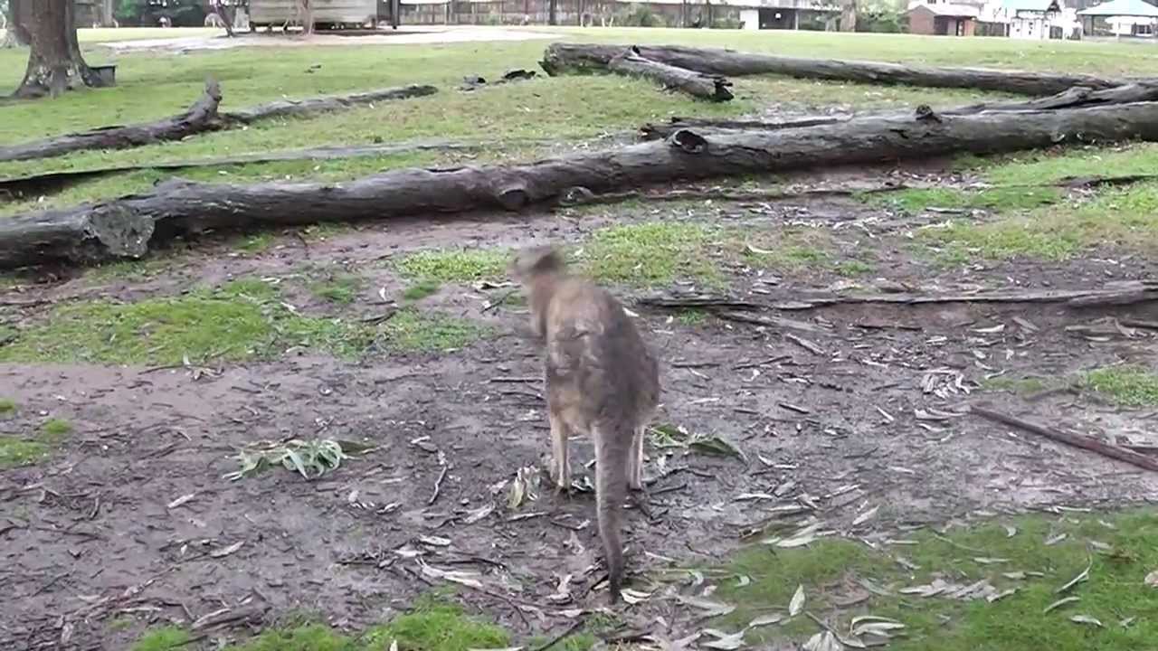 Koala Hunting - Part 1 of 3 - YouTube