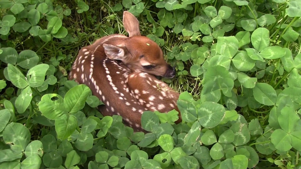 2017 Mowing the Imperial Whitetail Clover - YouTube