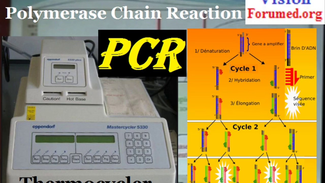Polymerase Chain Reaction PCR Test principe pour Covid19 Coronavirus ...