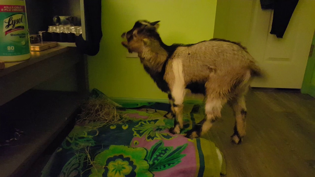 Got a baby goat in my bedroom, lads - YouTube