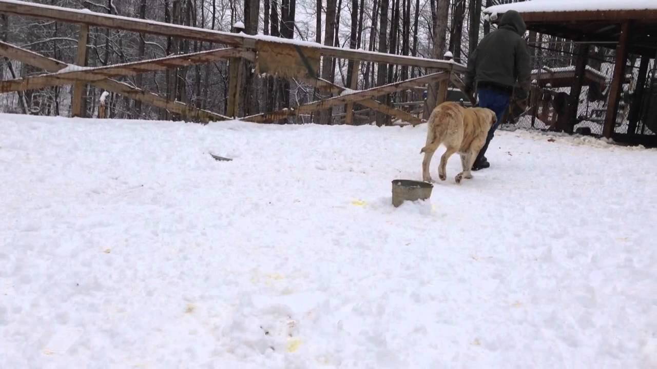Abba, Gordini in snow - YouTube