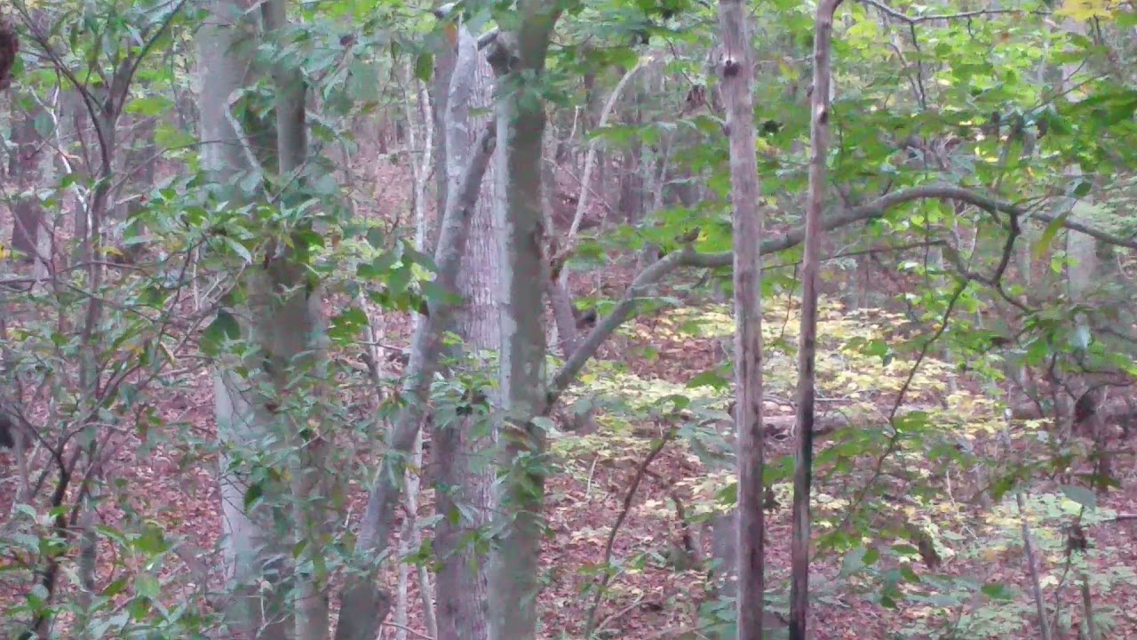 Deer cuts backflip! - YouTube