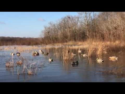 Duck Moss in the Water - YouTube