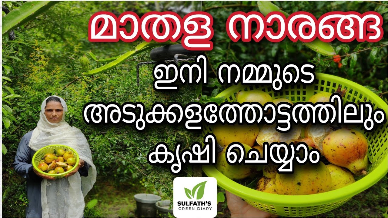മാതളം ഇനി നമ്മുടെ അടുക്കളത്തോട്ടത്തിൽ കൃഷി ചെയ്യാം | Pomegranate ...