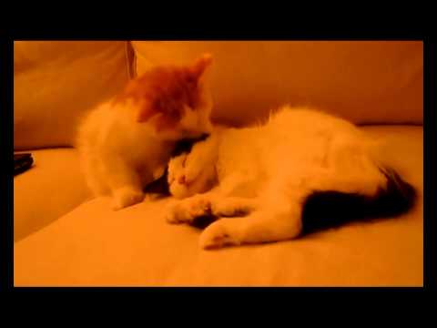 TIZIAN LICKING HIS SLEEPING SISTER!!!