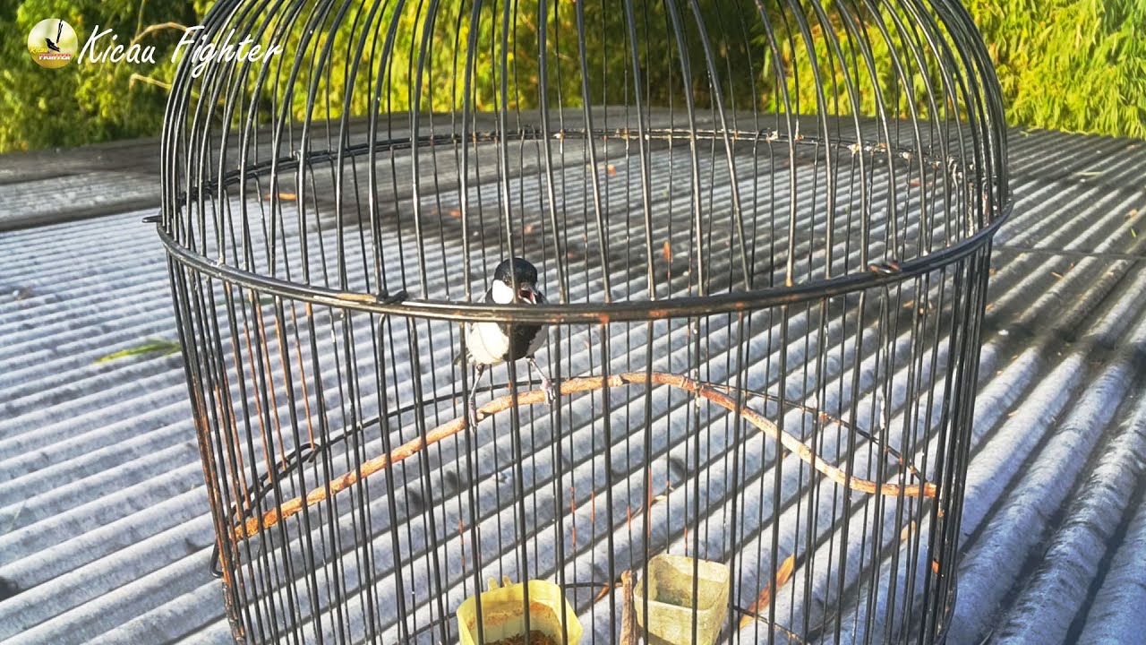 Panggilan Glatik Batu Cari Lawan, Dijamin Glatik DIAM, Seketika ...