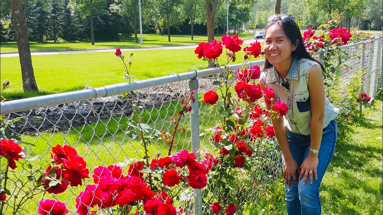 Vibrant Summer Blooms at St Albert Botanic Park | St Albert, AB, Canada ...